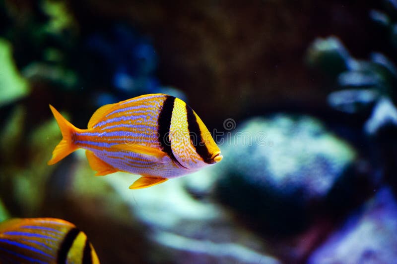 Wonderful and Beautiful Underwater World with Corals and Tropical Fish ...
