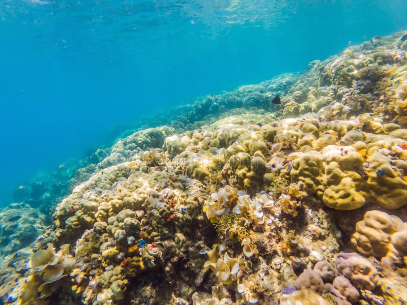 Wonderful and Beautiful Underwater World with Corals and Tropical Fish ...