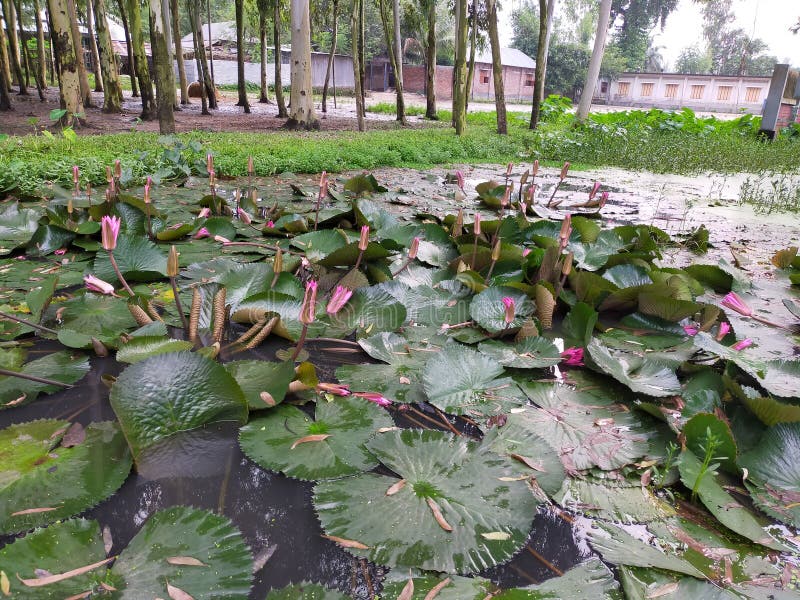 The Wonderful Beauty of the Lotus Flower Stock Image - Image of stream ...