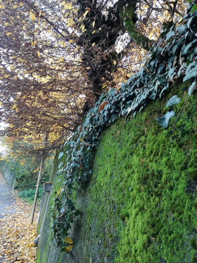 Climbers and Moss in the Fall Stock Image - Image of climbing, climbers ...