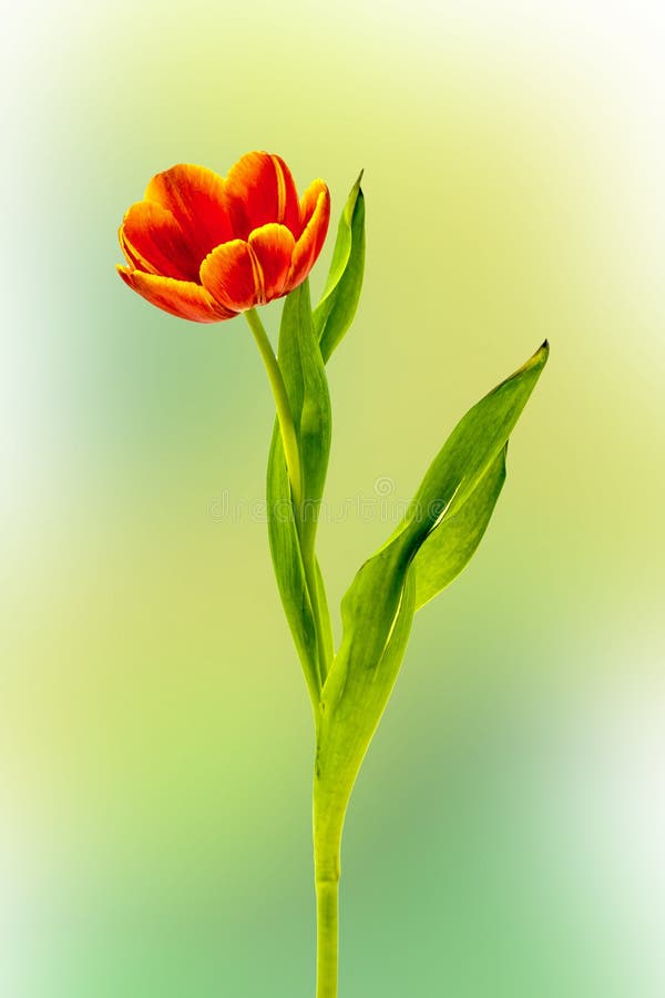 Wonderful Blooming Orange Tulips Stock Image - Image of plain, flower ...
