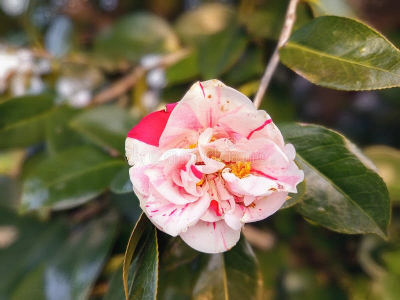 Wonderful Blooming Pink Flower in Day Time Stock Image - Image of pink ...