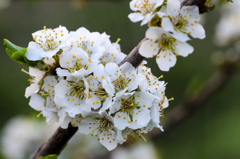 Wonderful Blooming Spring Garden in April Stock Photo - Image of ...