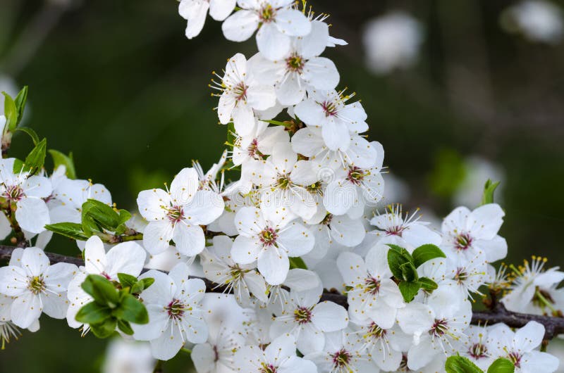 Wonderful Blooming Spring Garden in April Stock Photo - Image of ...