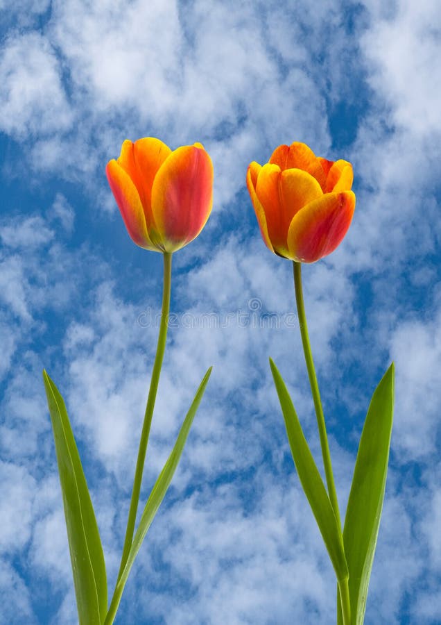 Wonderful blooming Tulips stock image. Image of blooming - 250259593
