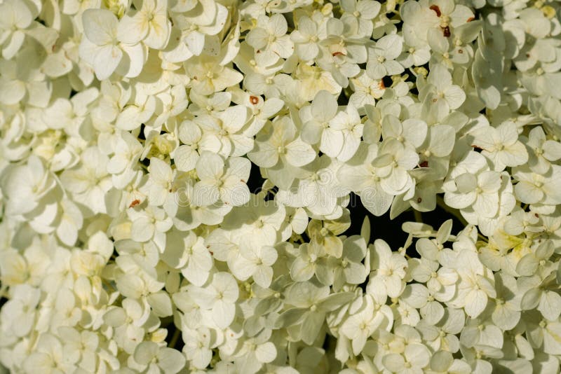 Wonderful Blooming White Hydrangea Arborescens, Commonly Known As ...