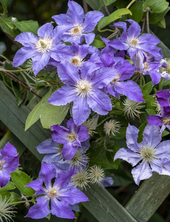 Wonderful Blue Clematis in Full Bloom Stock Photo - Image of plants ...