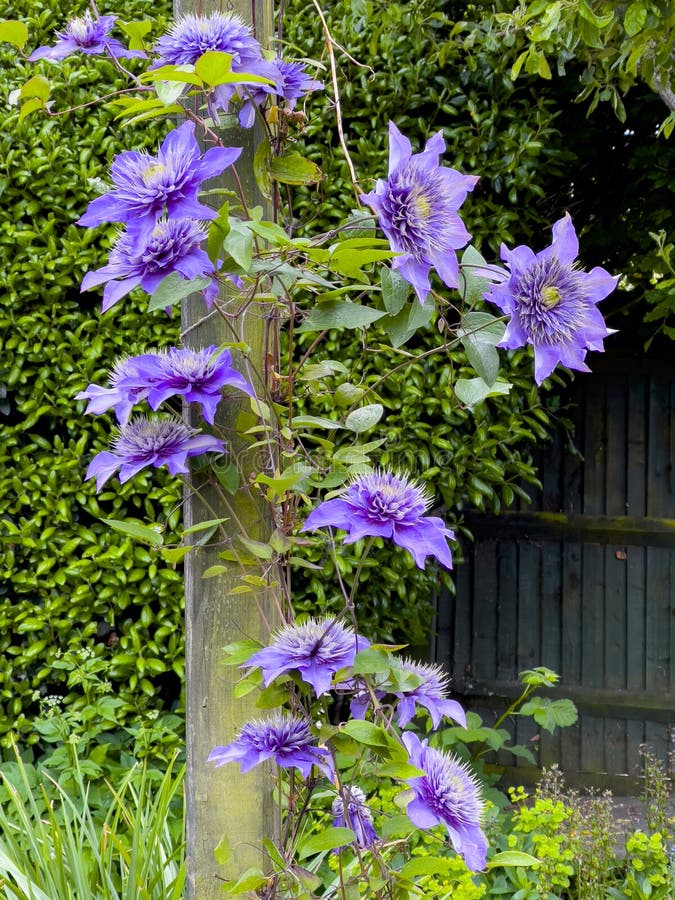 Wonderful Blue Clematis in Full Bloom Stock Image - Image of leafy ...