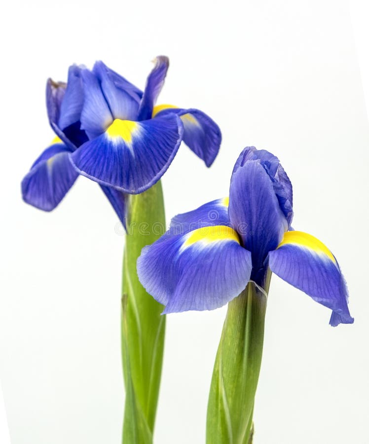 Wonderful blue Iris stock image. Image of gardening - 285700577