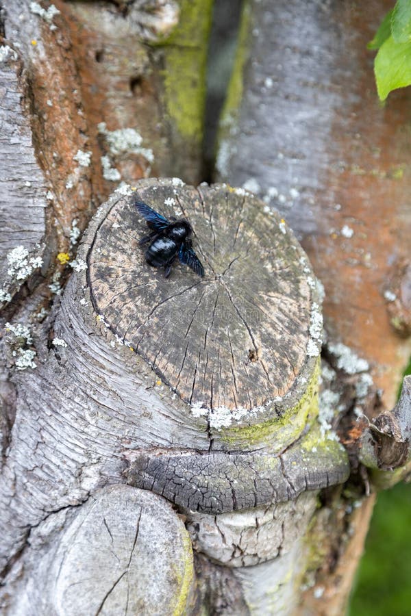 A Blue Wood Bee Works on the Trunk of an Old Tree Stock Photo - Image ...