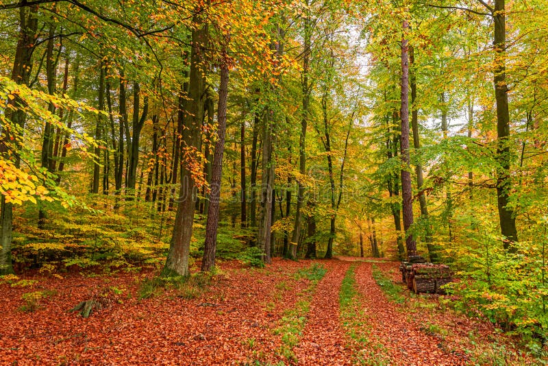 Wonderful and Brown Path in Sunny Forest, Poland Stock Image - Image of ...