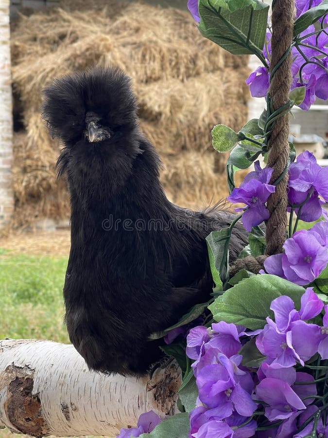 Wonderful Chicken. Silky Black Chick Stock Image - Image of silky ...