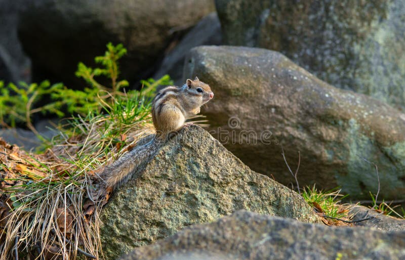 Wonderful Chipmunk among Gray Granite Stones in the Forest. Close-up ...