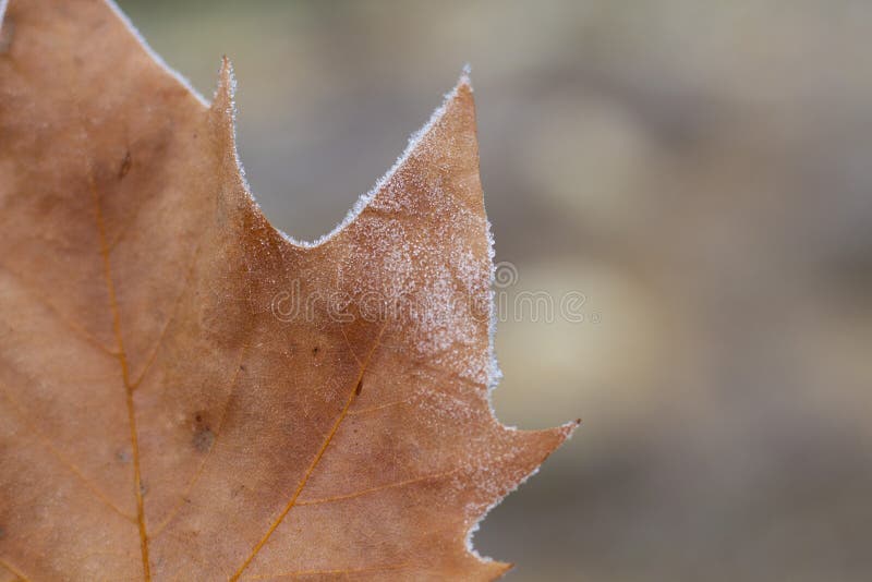 Frozen Leaf stock photo. Image of autumn, flora, leaf - 138772016