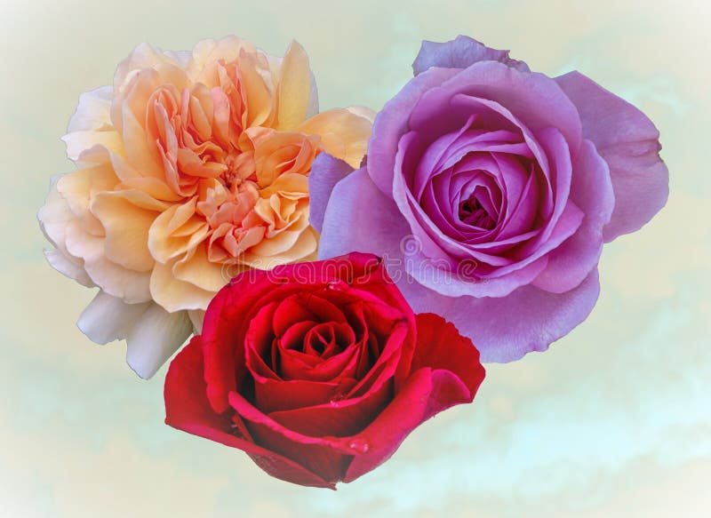 Wonderful Coulored Roses in Full Bloom Stock Photo - Image of close ...