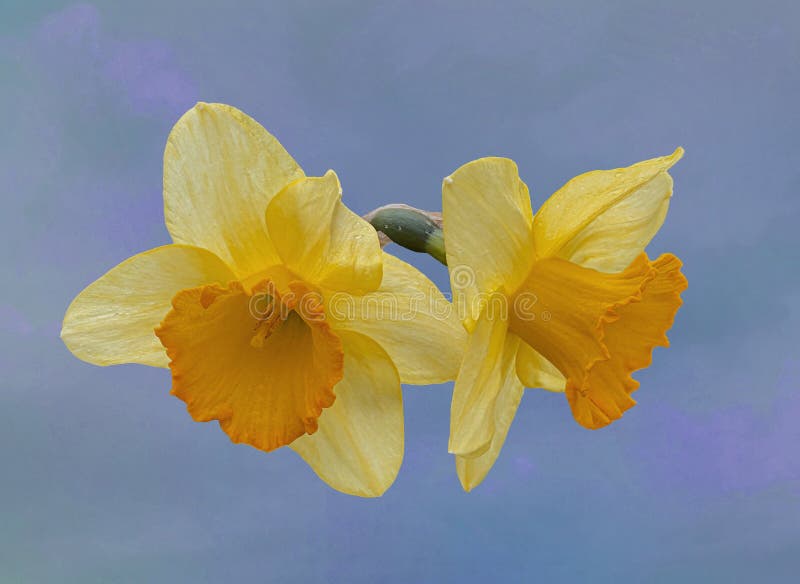 Wonderful Daffodil Flowers on a Filtered Background Stock Photo - Image ...