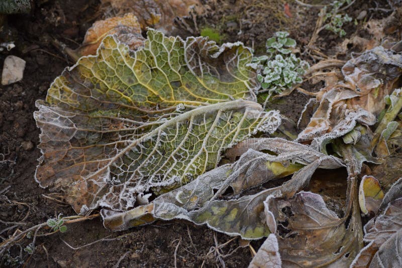Decomposition Process Shown Using a Cabbage Leaf Stock Image - Image of ...