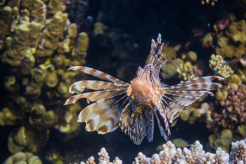 Wonderful Devil Firefish Looking into the Camera during Freediving at ...