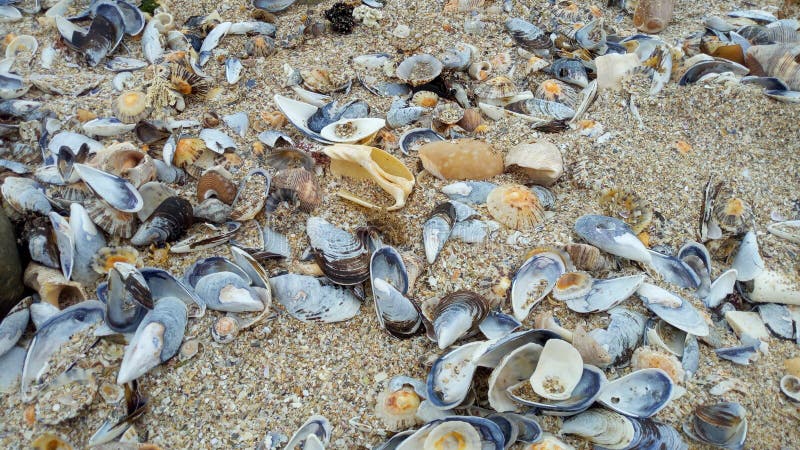 A Wonderful and Diverse Formation of Colorful Seashells on the Beach ...