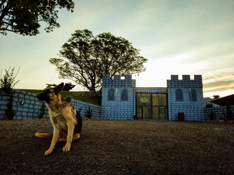 Wonderful dog old castle stock photo. Image of castle - 233900166