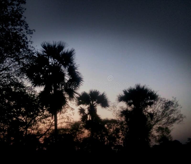 Pic Of A Tree In The Evening Stock Photo - Image of care, under: 138288320