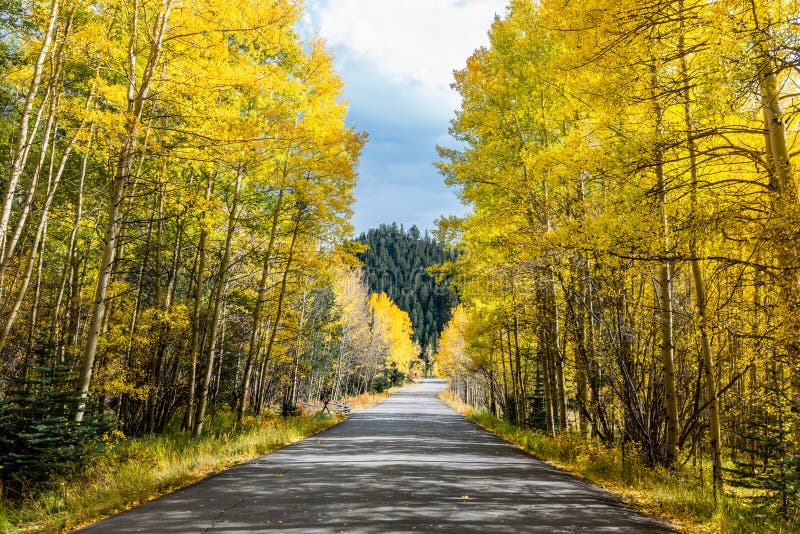 Wonderful Fall Color Aspen Colorado Stock Image - Image of morning ...
