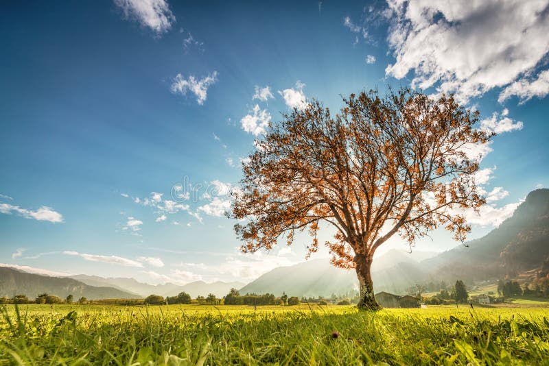 Wonderful Fall Tree at Green Meadow Stock Image - Image of clouds ...