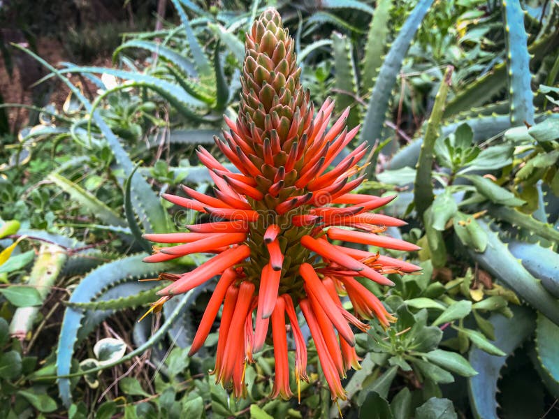 The Wonderful Flower of the Aloe Cactus Plant Stock Photo - Image of ...