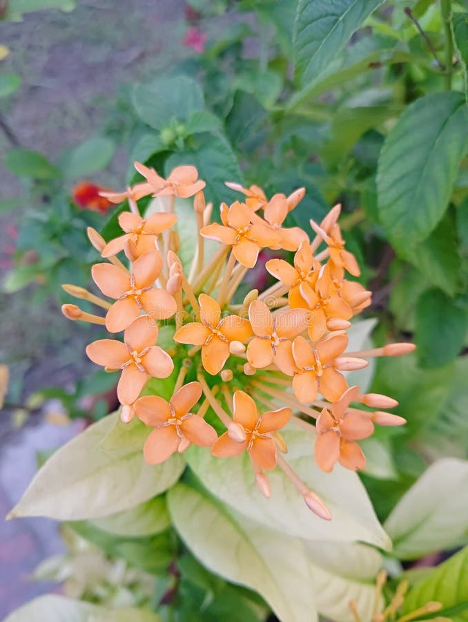 Wonderful Flower Work it Calendar Picture Stock Photo - Image of ...