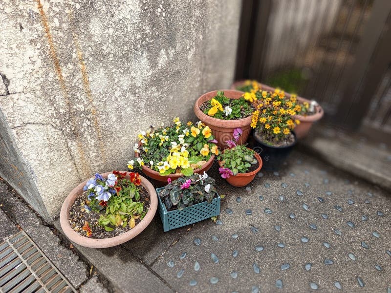 Wonderful Flowers in Front of House Gate in Japan Stock Image - Image ...