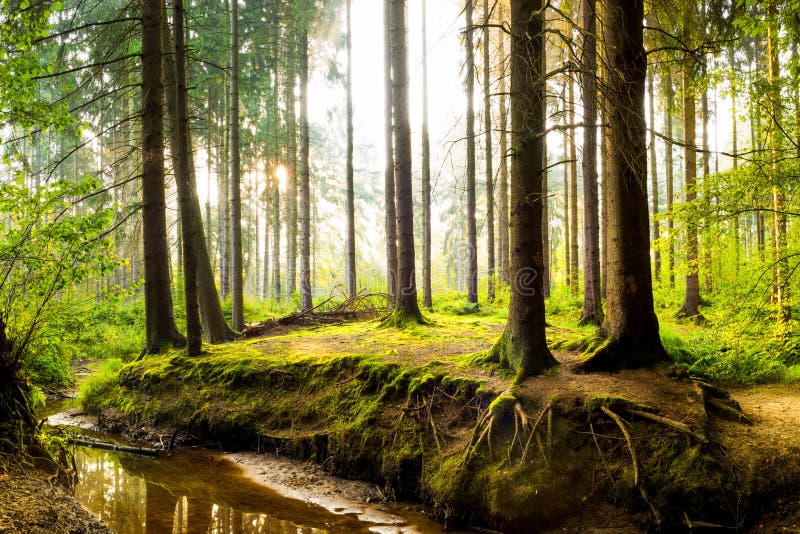 Wonderful Forest in Bright Sunlight Stock Image - Image of brook, park ...
