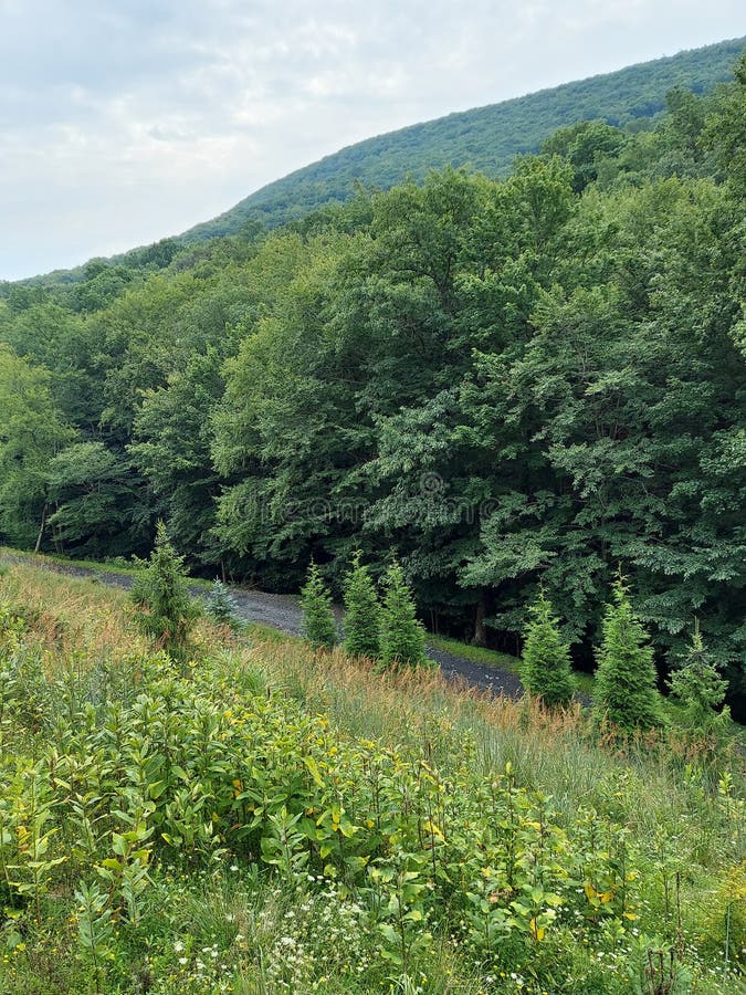 Wonderful forest green stock image. Image of terrain - 228651917