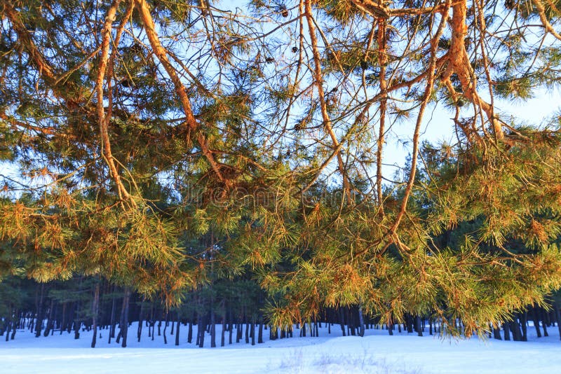 Wonderful Forest Landscape in the Pine Stock Photo - Image of scenery ...