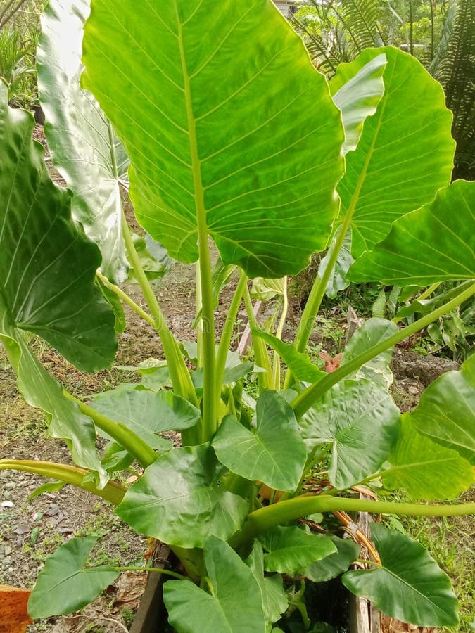The Wonderful Forest Taro Very High of Velue Stock Image - Image of ...