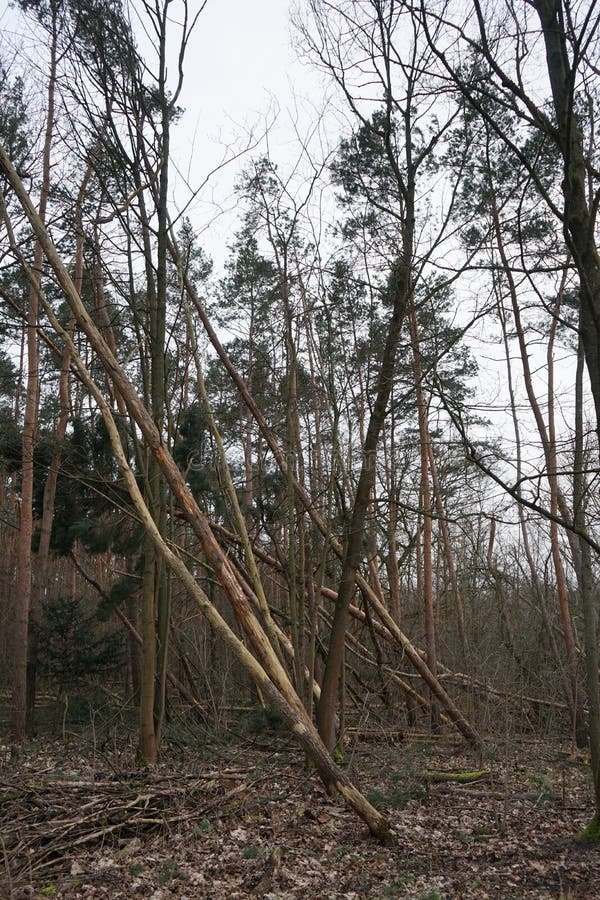 Wonderful Forest with Wind-blown Trees, Branches and Fall Foliage ...
