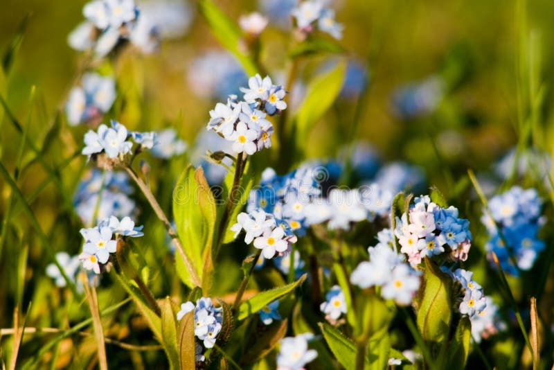 Wonderful forget-me-not stock photo. Image of flora, springtime - 9678550