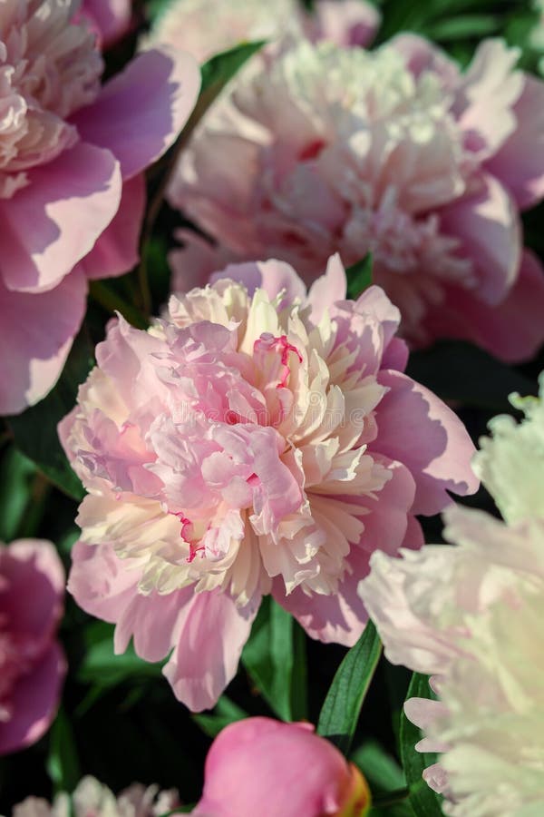 Wonderful Fragrant Pink Peonies Outdoors, Closeup Stock Photo - Image ...