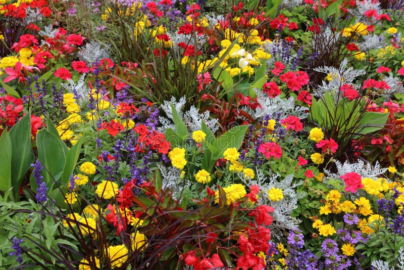 Wonderful Fresh Summer Flowers in the Garden Stock Photo - Image of ...