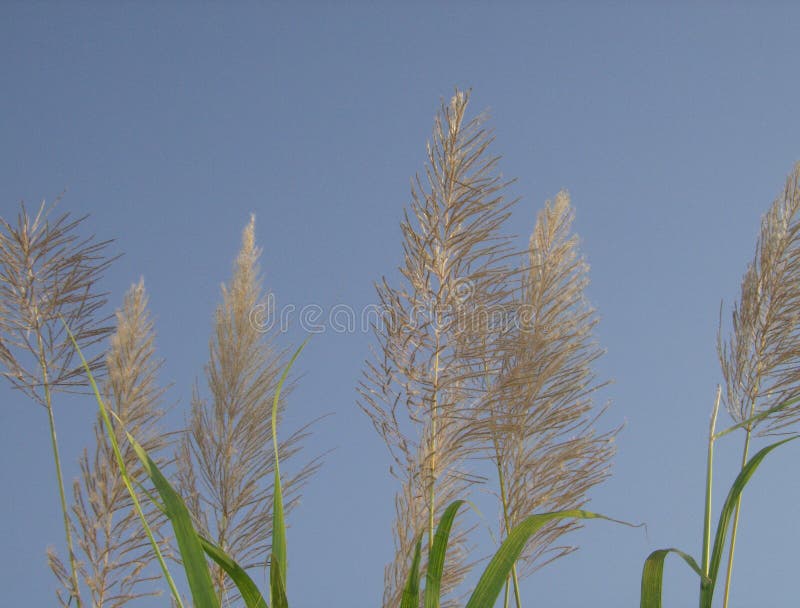 Wonderful Grass Twigs Against the Blue Sky Stock Image - Image of glow ...