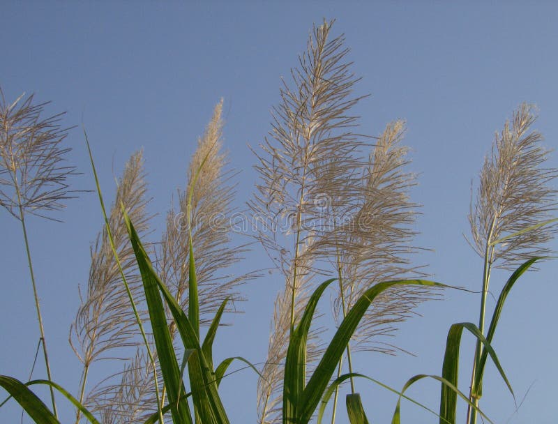 Wonderful Grass Twigs Against the Blue Sky Stock Image - Image of ...