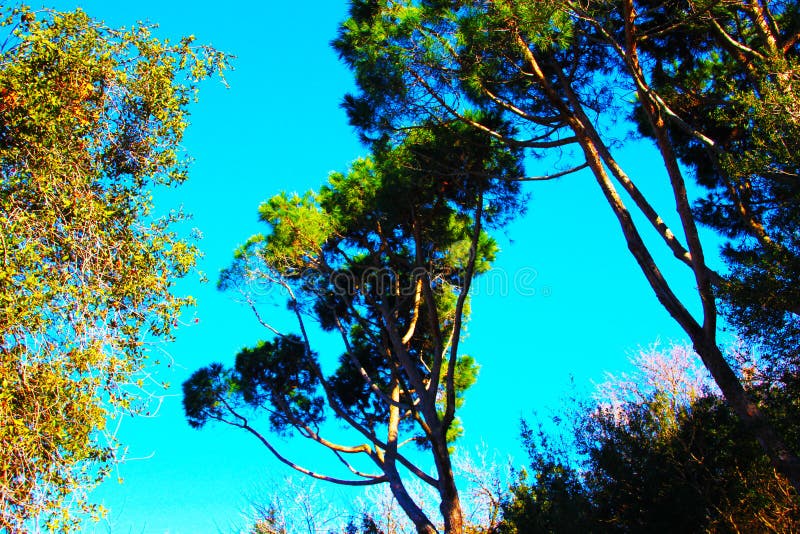 Wonderful Green Color Tree Leaves and Forest View Stock Photo - Image ...