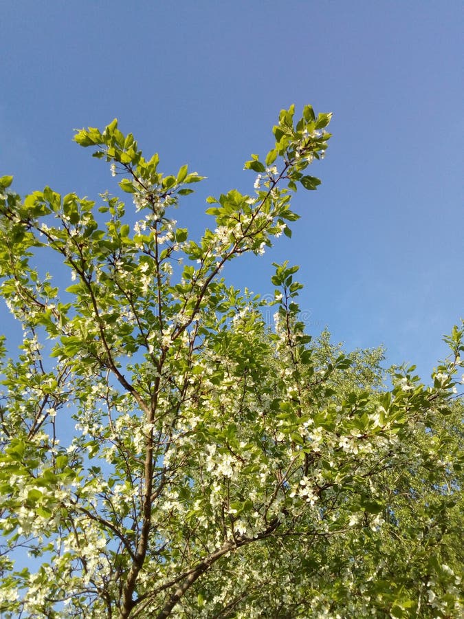 Just imagine the trees stock photo. Image of green, trees - 137059692