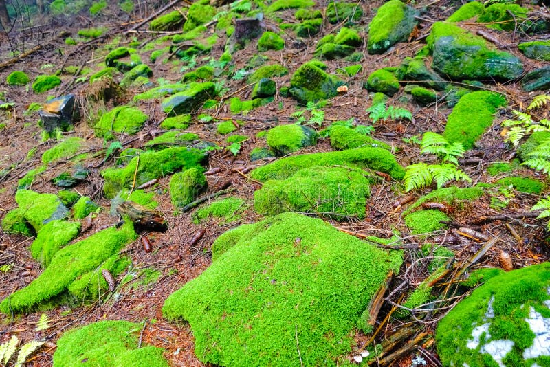 Wonderful Green Moss on Rocks in the Forest Stock Photo - Image of ...