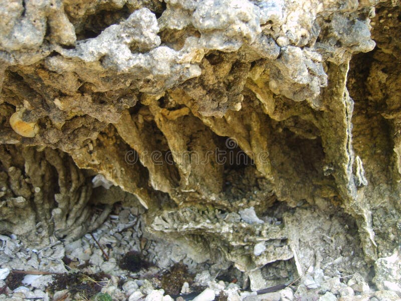 Wonderful Hanging Coral stock image. Image of intricate - 302679075