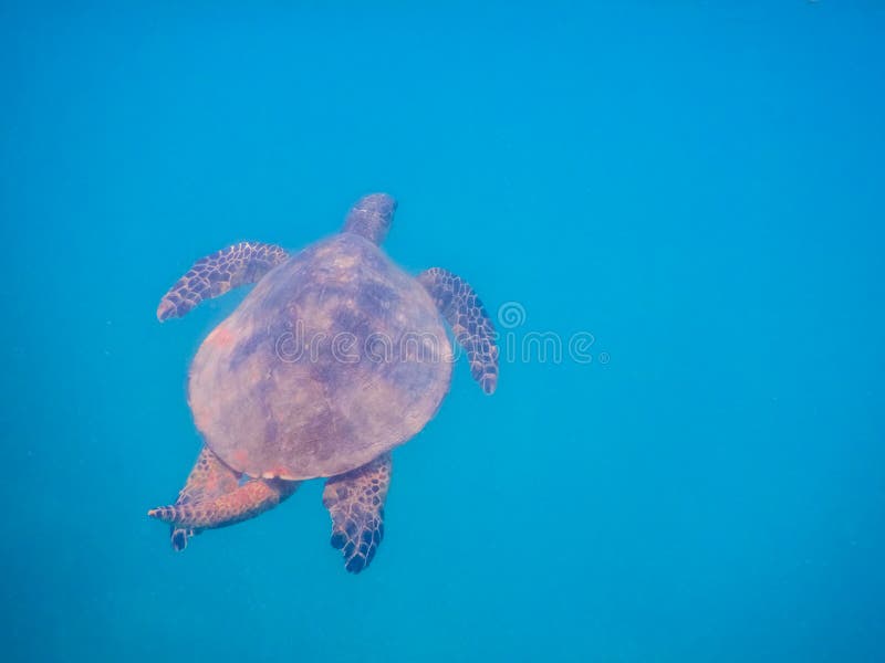 Wonderful Hawksbill Turtle in Blue Water while Diving Stock Image ...