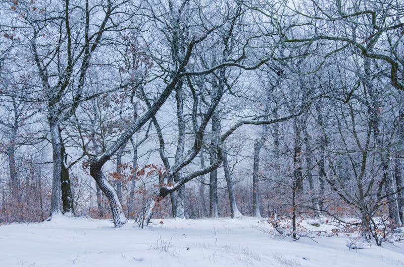 Wonderful Shapes of Bare Trees in Winter Stock Image - Image of trees ...