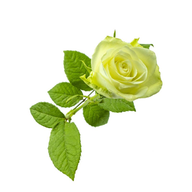 Wonderful Isolated Yellow Rose Stock Image - Image of leaves, white ...