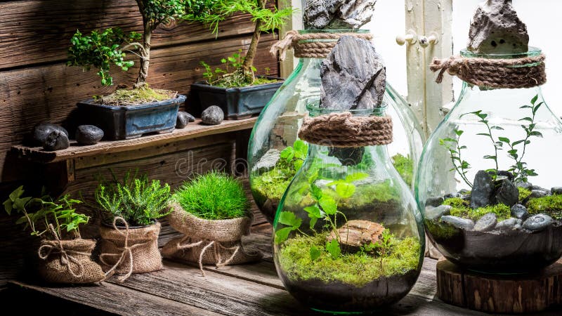 Wonderful Jar with Piece of Forest with Self Ecosystem Stock Photo ...
