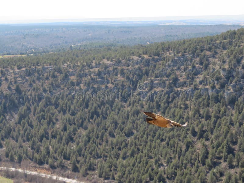 Wonderful Large Bird in Flight Enjoying the Wind Stock Image - Image of ...