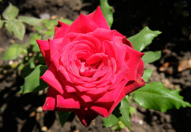 Wonderful Large Red Ruby Rose Stock Image - Image of objects, bloom ...